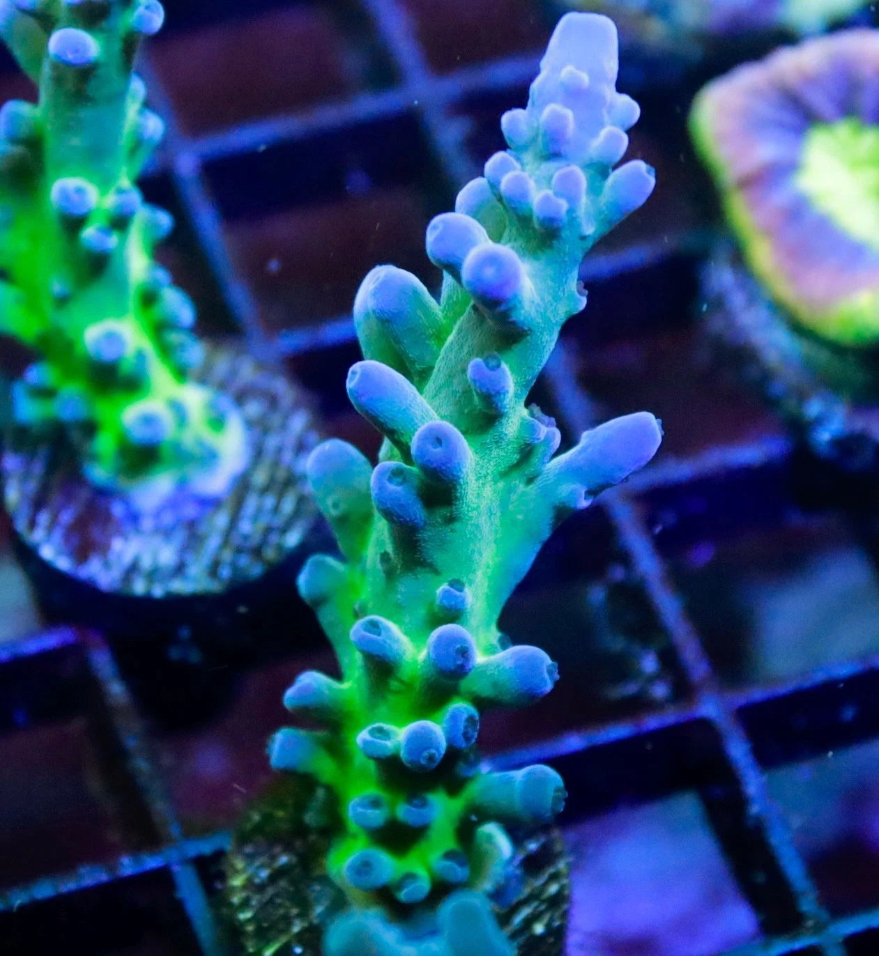 Grindstone Aquatics - Premium Aquacultured & Maricultured Coral Frags